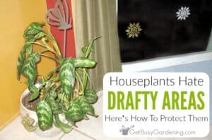 Houseplants Don't Like Drafts - Get Busy Gardening