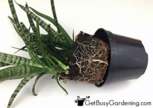 How To Water Indoor Plants: The Ultimate Guide