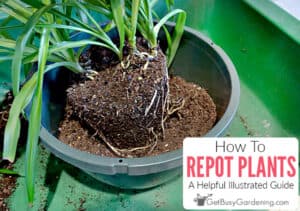 How To Repot Plants: A Helpful Illustrated Guide - Get Busy Gardening