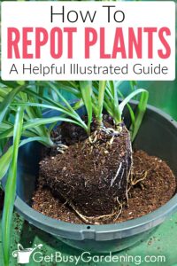 How To Repot Plants: A Helpful Illustrated Guide - Get Busy Gardening