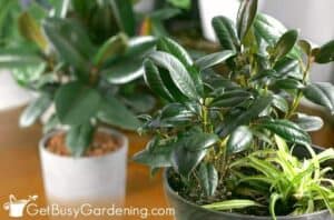 Rubber Plant Care Guide: How To Grow Ficus elastica - Get Busy Gardening