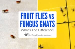 Fungus Gnats vs Fruit Flies: What's The Difference? - Get Busy Gardening