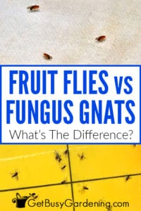 Fungus Gnats vs Fruit Flies: What's The Difference? - Get Busy Gardening