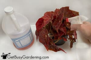 How To Get Rid Of Thrips On Houseplants - Get Busy Gardening