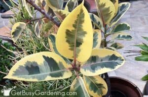 Rubber Plant Care Guide: How To Grow Ficus elastica - Get Busy Gardening