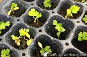 How To Grow Parsley From Seed: Step-By-Step - Get Busy Gardening