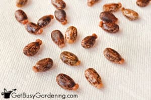 How To Germinate & Grow Castor Beans From Seed