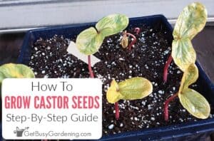 How To Germinate & Grow Castor Beans From Seed