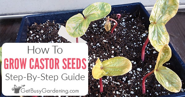 How To Germinate & Grow Castor Beans From Seed