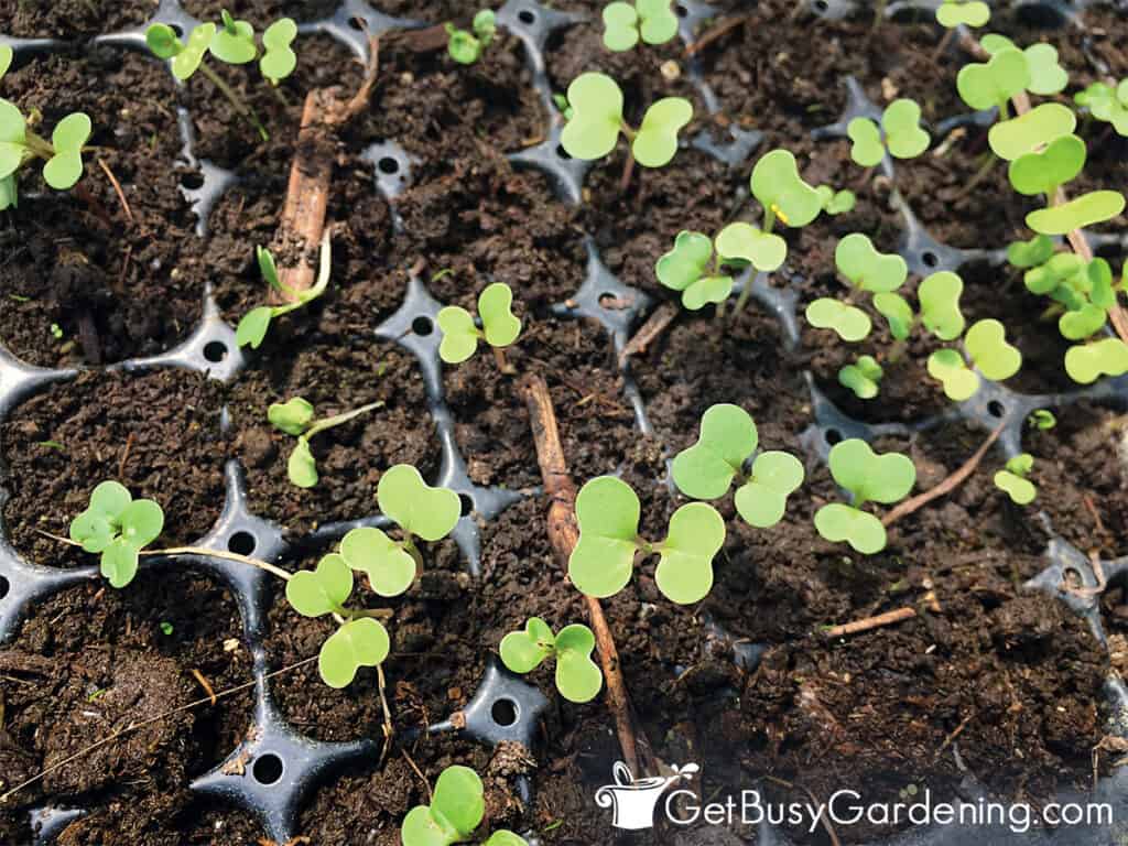 Growing Broccoli From Seed: Complete How To Guide - Get Busy Gardening