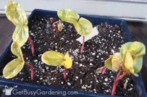 How To Germinate & Grow Castor Beans From Seed
