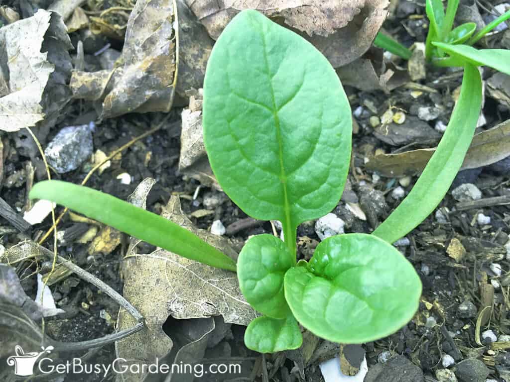 Growing Spinach From Seed: Complete How To Guide - Get Busy Gardening