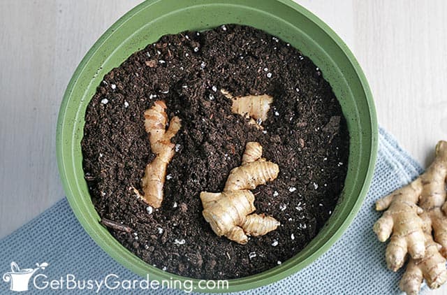 Ginger Plant Care - The Complete Growing Guide - Get Busy Gardening