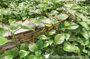 Pothos Plant Care Guide: How To Grow Devil’s Ivy - Get Busy Gardening