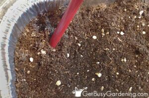 Growing Peppers From Seed: The Complete How To Guide - Get Busy Gardening