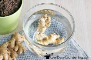 Ginger Plant Care - The Complete Growing Guide - Get Busy Gardening
