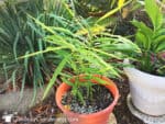 Ginger Plant Care: The Complete Growing Guide - Get Busy Gardening