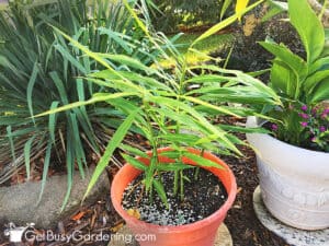 Ginger Plant Care: The Complete Growing Guide - Get Busy Gardening