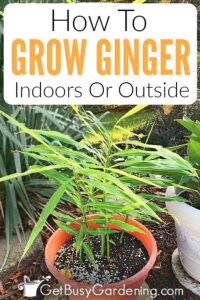 Ginger Plant Care: The Complete Growing Guide - Get Busy Gardening