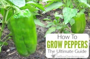 How To Grow Peppers: The Ultimate Guide - Get Busy Gardening