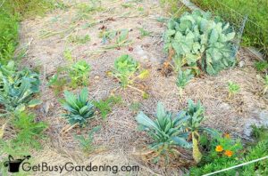 How To Water A Vegetable Garden, The Right Way! - Get Busy Gardening