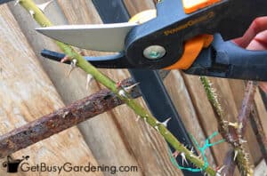 How To Prune Roses: 4 Simple Steps To Trim Like A Pro