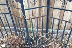 How To Prune Roses: 4 Simple Steps To Trim Like A Pro