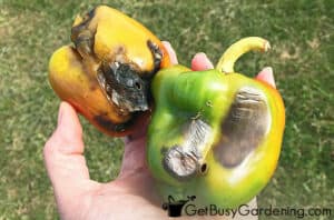 How To Grow Peppers: The Ultimate Guide - Get Busy Gardening