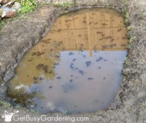 Rain Gardens: A Detailed Guide For Beginners - Get Busy Gardening