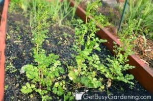 Growing Cilantro - How To Care For Coriander Plant - Get Busy Gardening