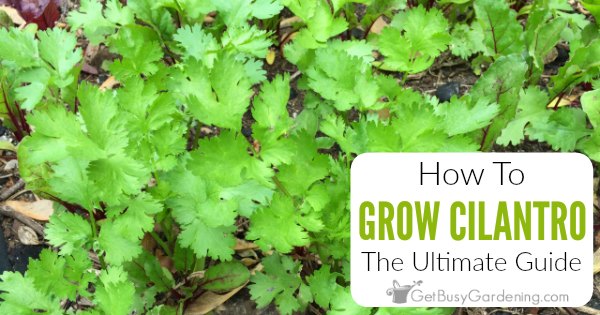 Growing Cilantro - How To Care For Coriander Plant - Get Busy Gardening