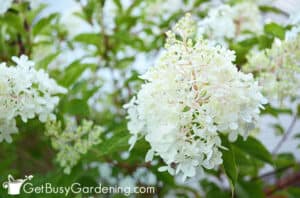 How To Grow Hydrangeas: Complete Care Guide - Get Busy Gardening