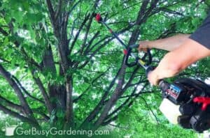 Pruning Plants: The Complete Step-By-Step Guide - Get Busy Gardening