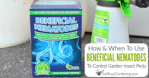 Using Beneficial Nematodes To Control Garden Pests - Get Busy Gardening