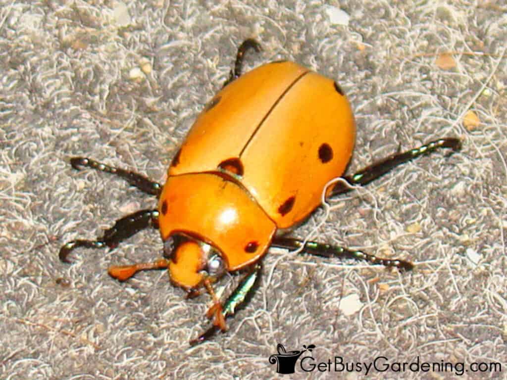Grapevine Beetle Information & Organic Control Tips - Get Busy Gardening