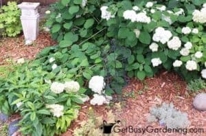How To Grow Hydrangeas: Complete Care Guide - Get Busy Gardening