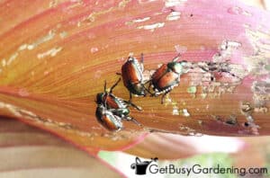 Canna Lily Plant Care & Complete Growing Guide