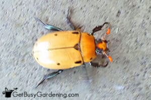 Grapevine Beetle Information & Organic Control Tips - Get Busy Gardening