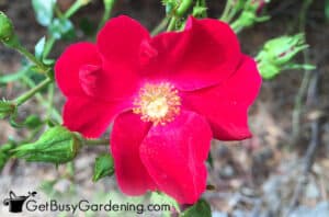 21 Of The Best Red Flowers (Perennials & Annuals) - Get Busy Gardening
