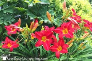 21 Of The Best Red Flowers (Perennials & Annuals) - Get Busy Gardening