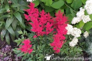 21 Of The Best Red Flowers (Perennials & Annuals) - Get Busy Gardening