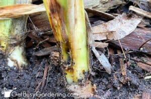 How To Get Rid Of Iris Borers Naturally - Get Busy Gardening