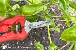 How & When To Harvest Basil Leaves - Get Busy Gardening
