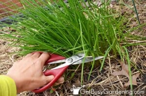 How To Harvest Chives & When To Pick Them - Get Busy Gardening