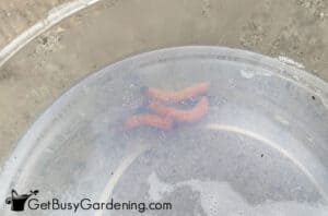 How To Get Rid Of Iris Borers Naturally - Get Busy Gardening