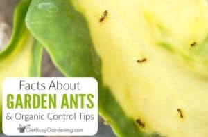 Facts About Ants In A Garden & Organic Control Tips - Get Busy Gardening