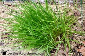 How To Harvest Chives & When To Pick Them - Get Busy Gardening