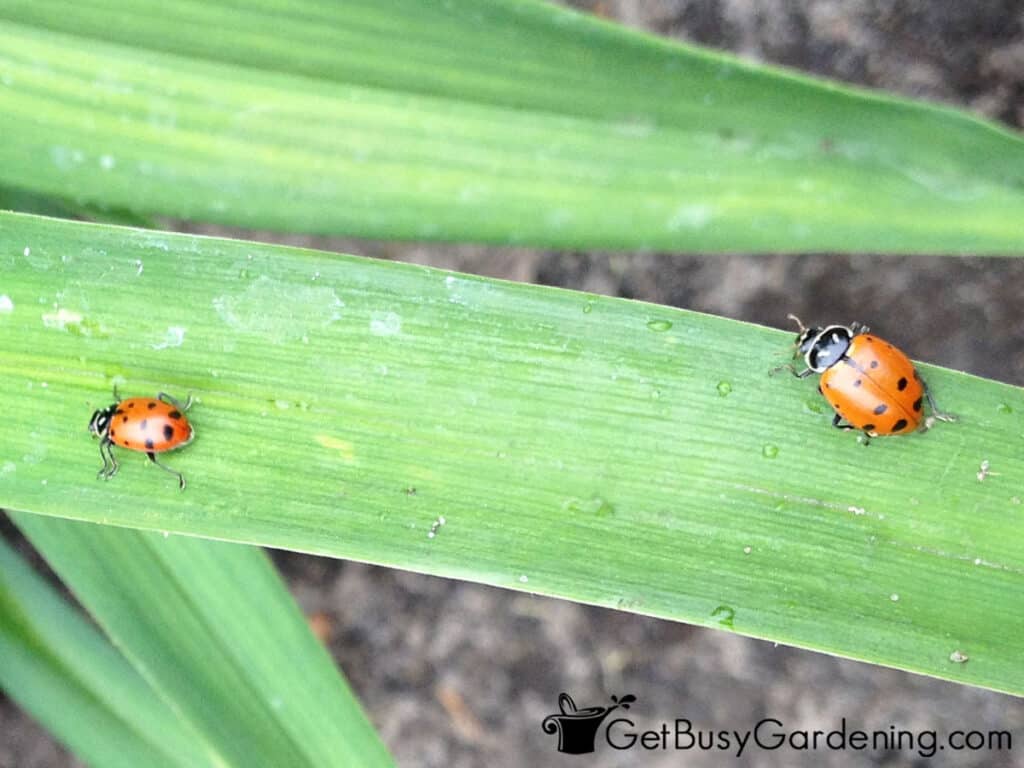 All About Ladybugs & Why They're Good For Your Garden - Get Busy Gardening