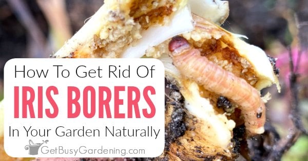 How To Get Rid Of Iris Borers Naturally - Get Busy Gardening