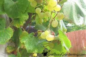 How To Protect Grapes From Birds & Insects - Get Busy Gardening